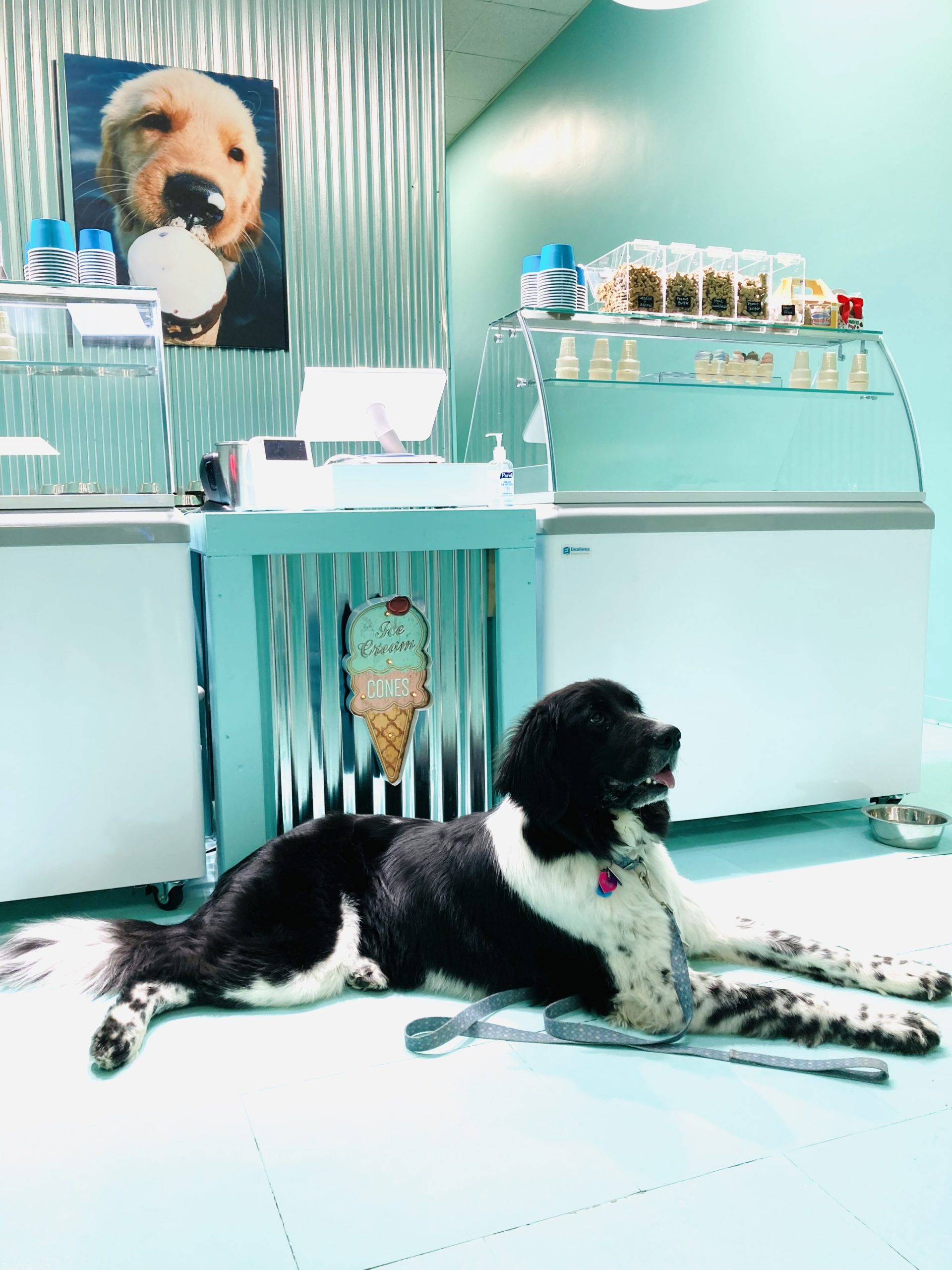 Here’s the scoop on Salty Paws, PA’s first doggie ice cream bar and ...