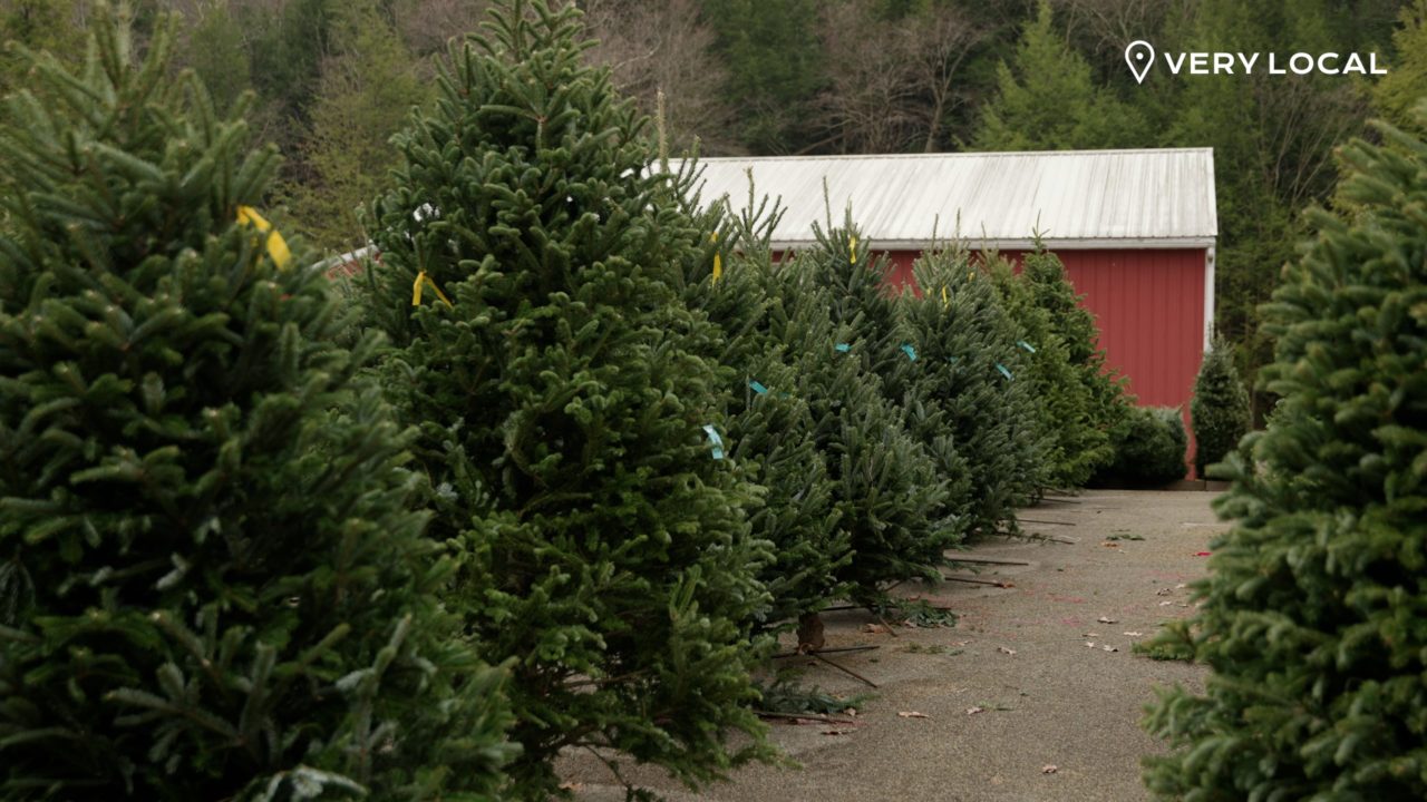 Cut your own tree in Indiana, PA (aka the Christmas tree capital of the ...