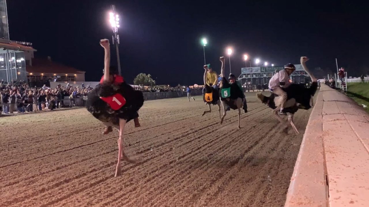 Zebras, camels, ostriches, oh my! Exotic animal racing hits the ...